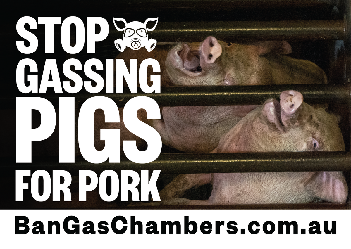 Ban Gas Chambers stickers (large - old design) – Farm Transparency Project